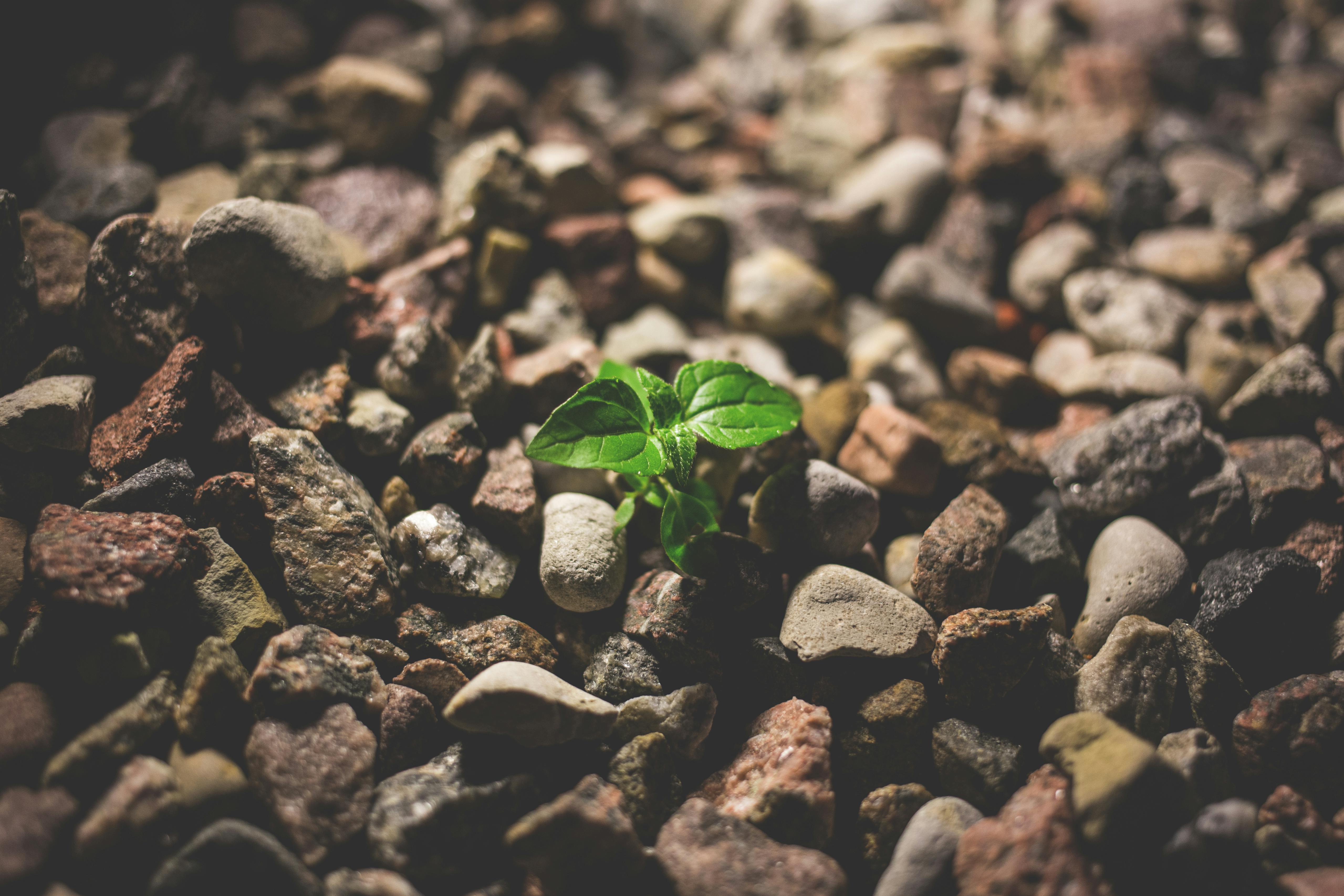 Do You Plant A Sprouted Seed Up Or Down - PlantopiaHub - Your Ultimate ...