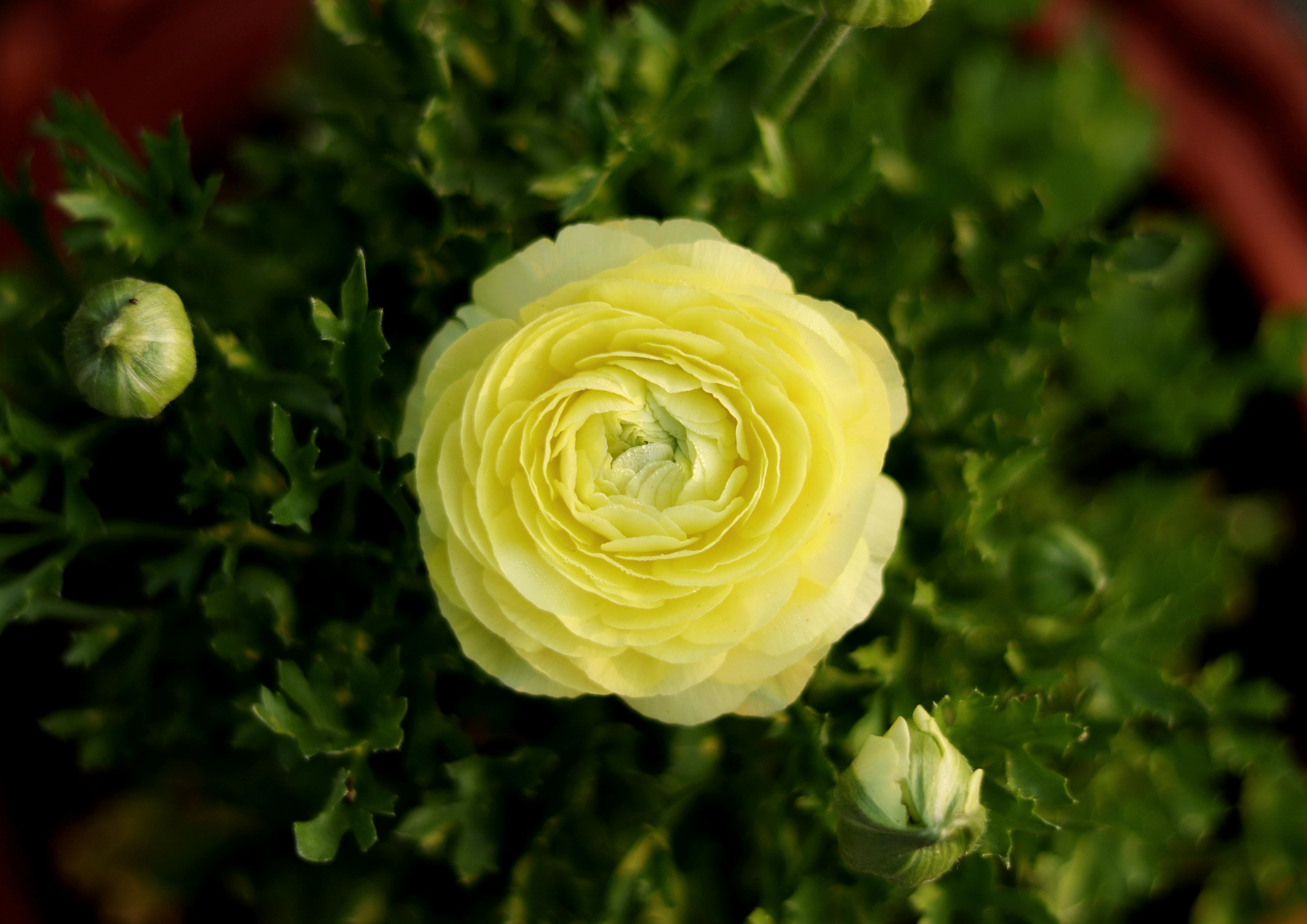 What Is The Node Of A Plant - PlantopiaHub - Your Ultimate Destination ...