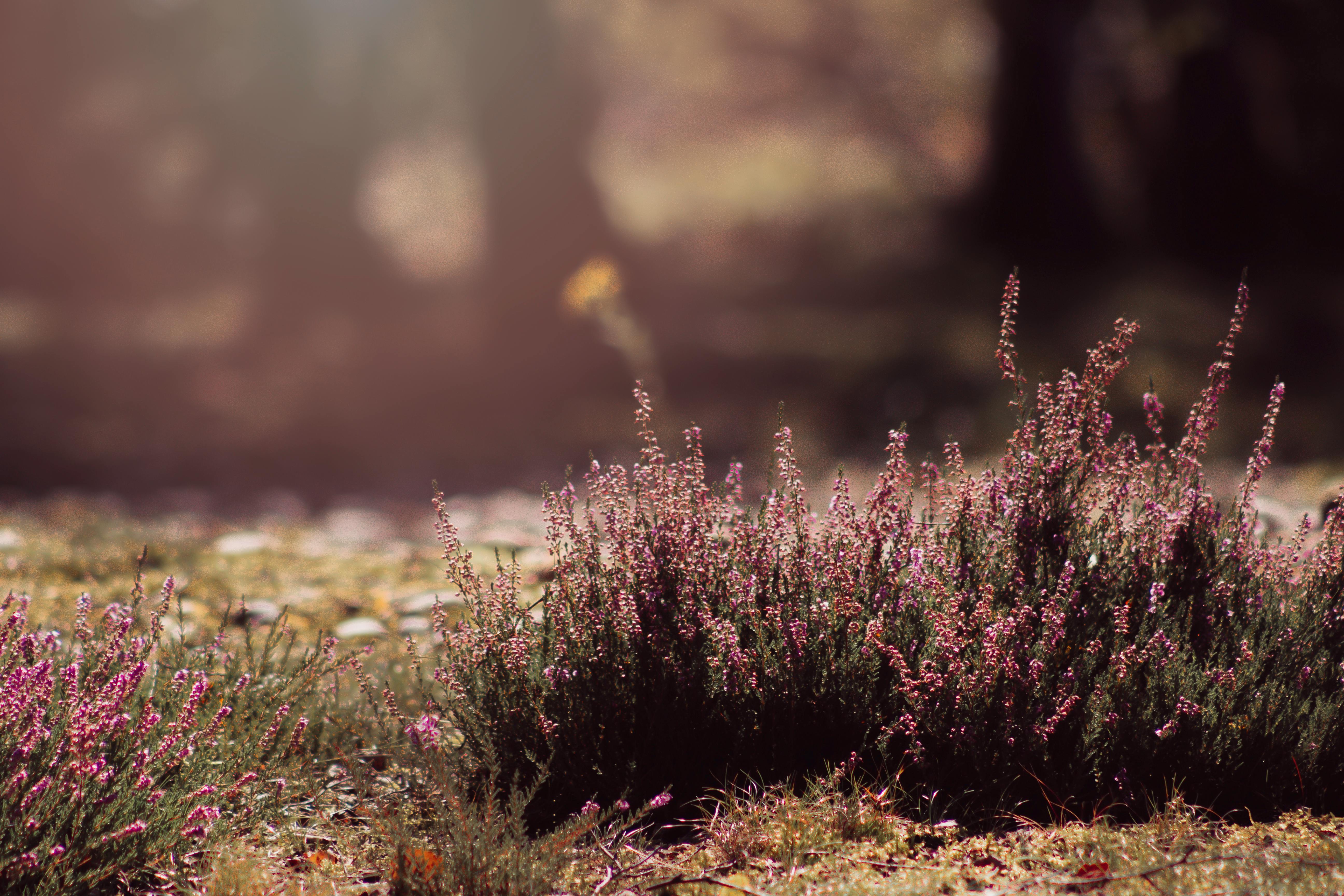 How To Revive Dying Heather Plant - PlantopiaHub - Your Ultimate ...
