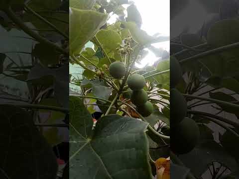 What Is Tuba-tuba Plant - PlantopiaHub - Your Ultimate Destination for ...